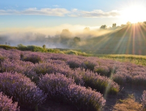 12 Pros and Cons of Living in Oregon | 2024 Update